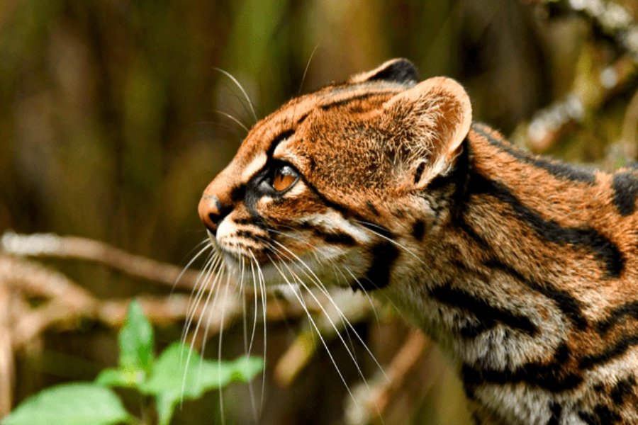 ESPECIE PROTEGIDA: Tigrillo merodea zona urbana de Chetumal durante las ...