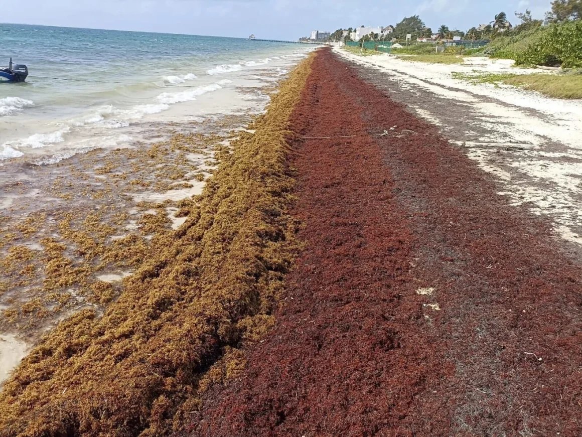 "TEMPORADA" 2026: Anticipan mayor presencia de sargazo en aguas del ...